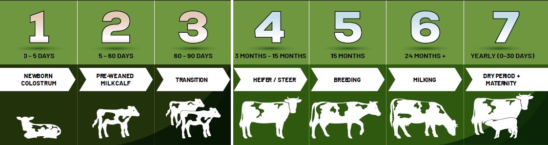 Introducing The 7 Stages Of Cow Durapakagri